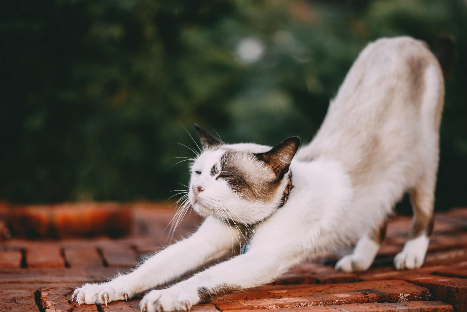 How I Got My Diabetic Cat Off Insulin Senior Cats