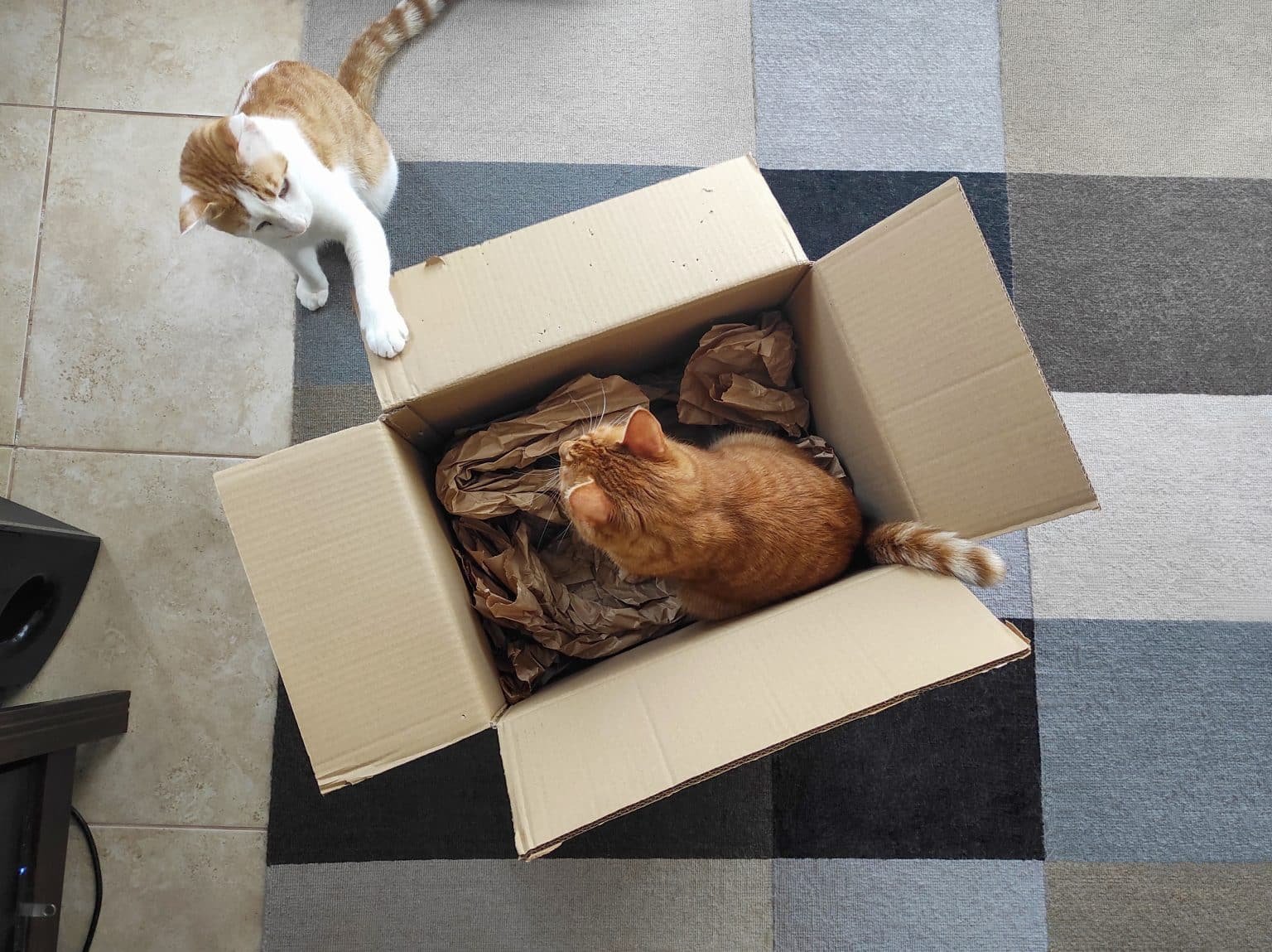 How to entertain an old cat - Senior Cats