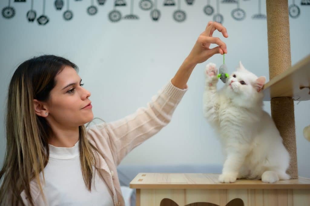 How to entertain an old cat - Senior Cats